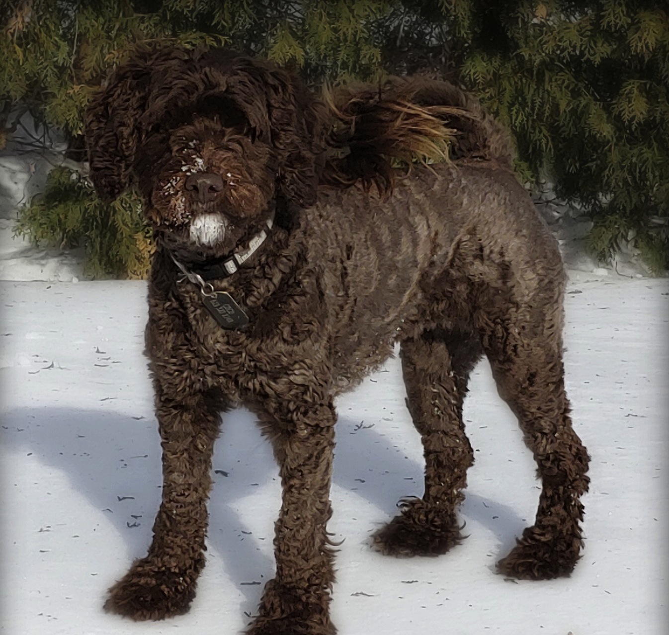 Matilda - Canadian Doodle Puppies