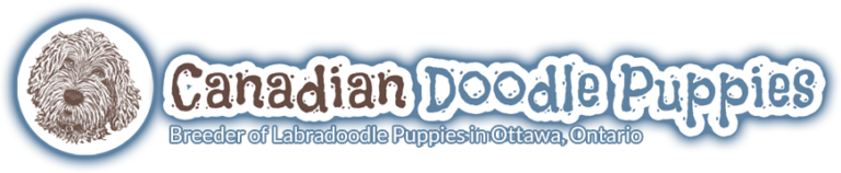 Labradoodle Breeders in Ontario | Canadian Doodle Puppies