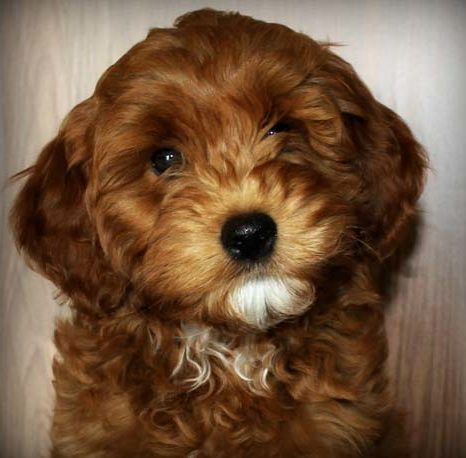 Canadian Doodle Puppies – Canadian Doodle Puppies