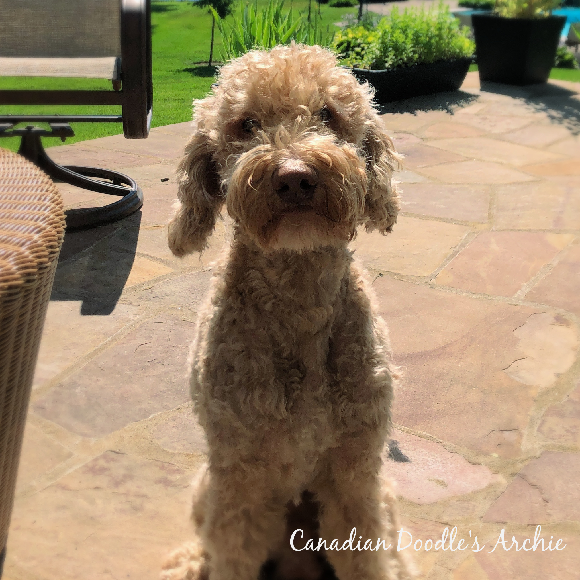 Distinguished Doodle Dads: Selecting Top-Quality Breeding Stock