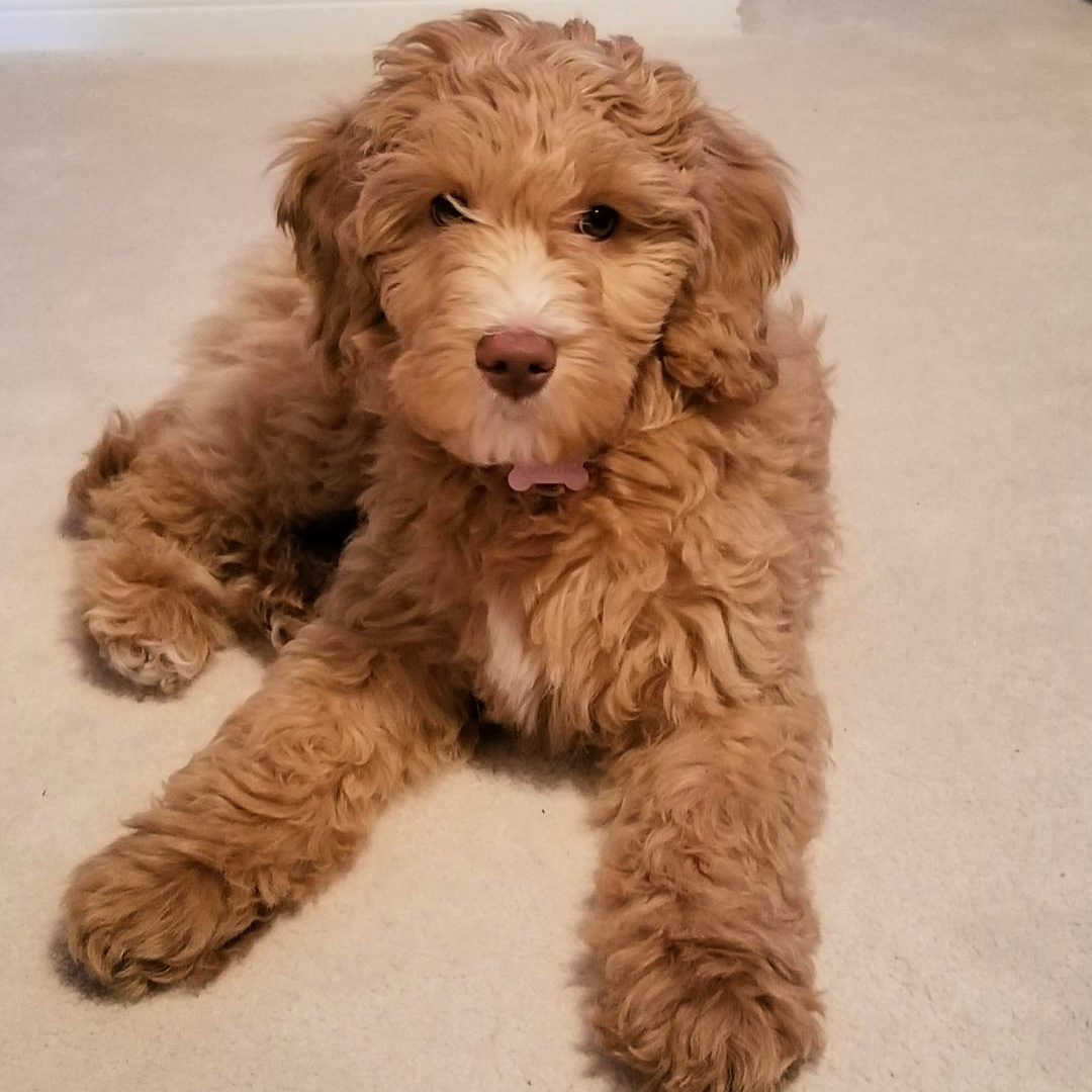 Bijou - Canadian Doodle Puppies
