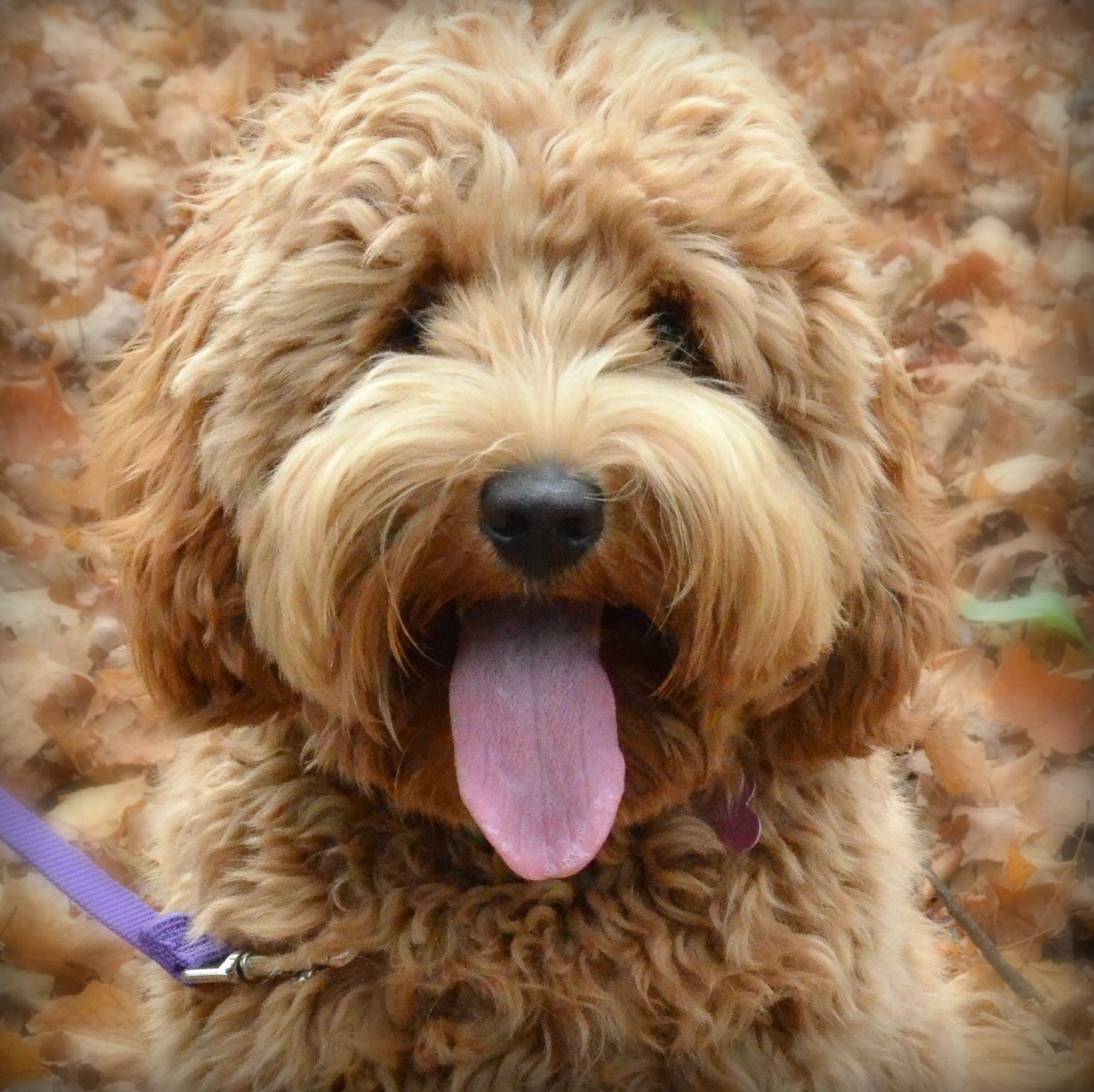 Canadian Doodle Puppies – Canadian Doodle Puppies