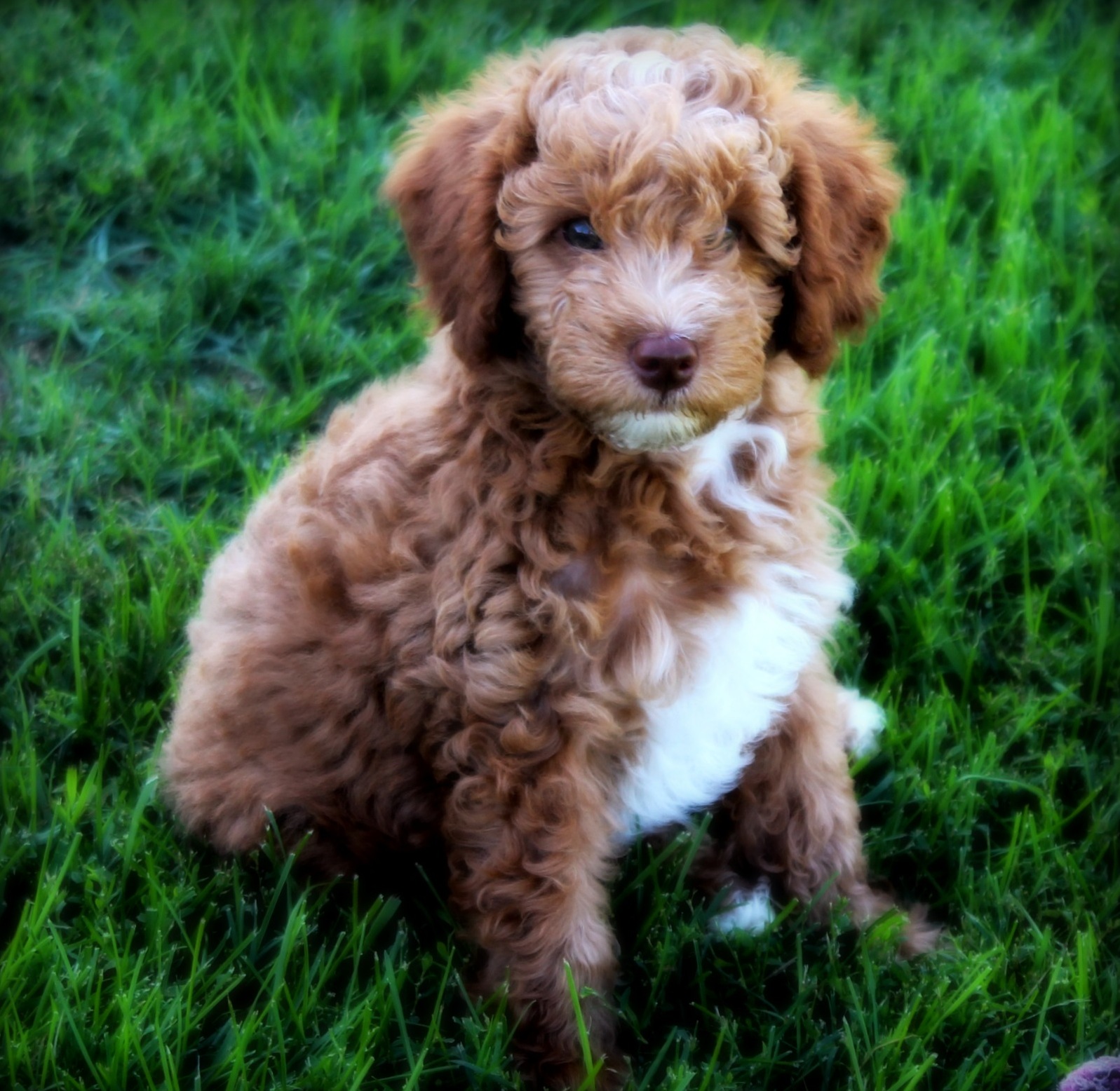 Finnegan - Canadian Doodle Puppies