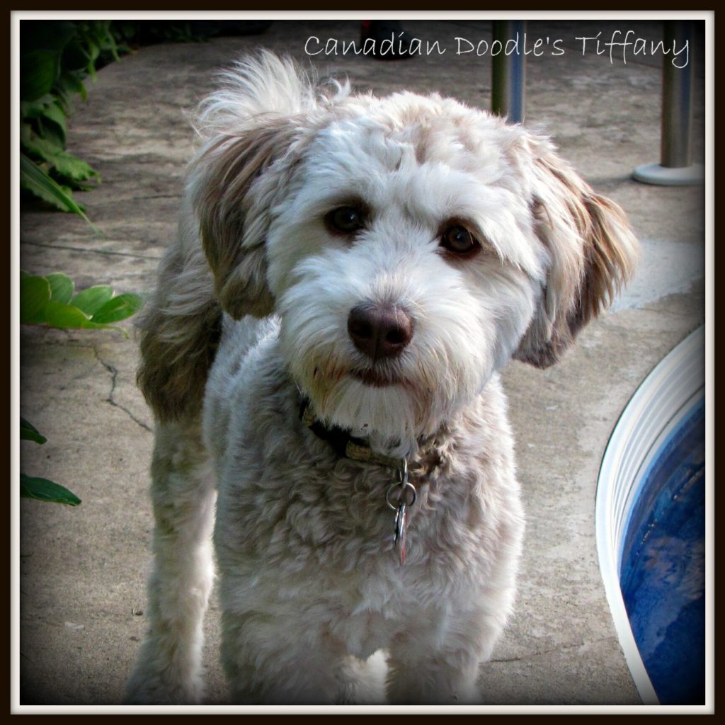Puppy Colours - Labradoodle Puppies in Ottawa, ON