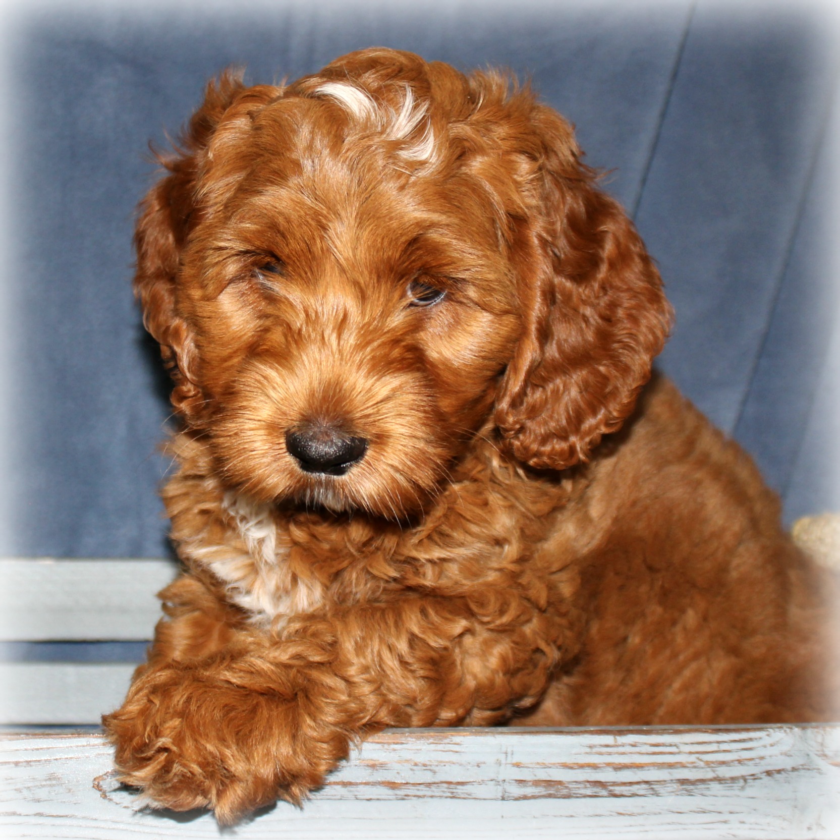 Sienna - Canadian Doodle Puppies