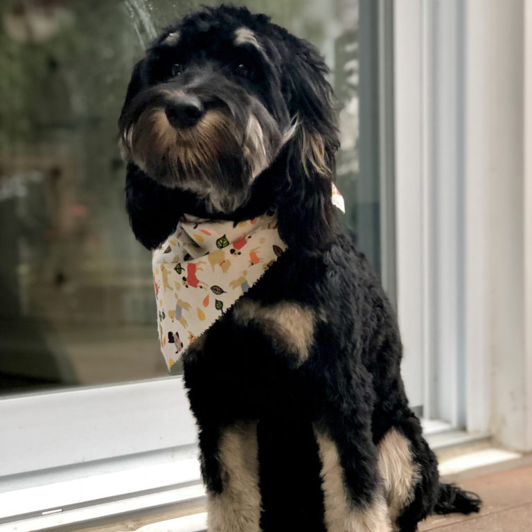 Ebony - Canadian Doodle Puppies