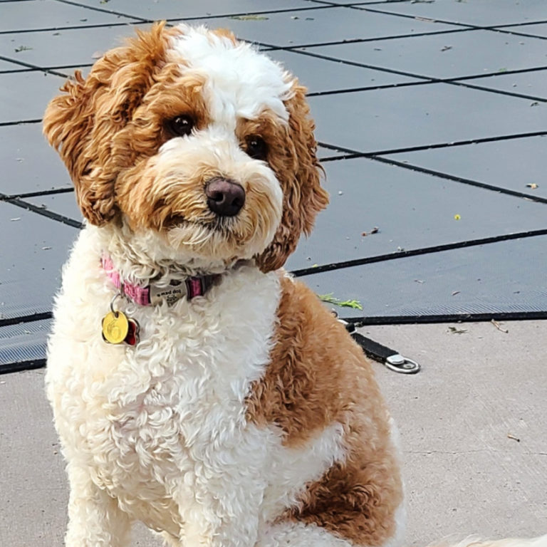 Canadian Doodle Puppies – Canadian Doodle Puppies
