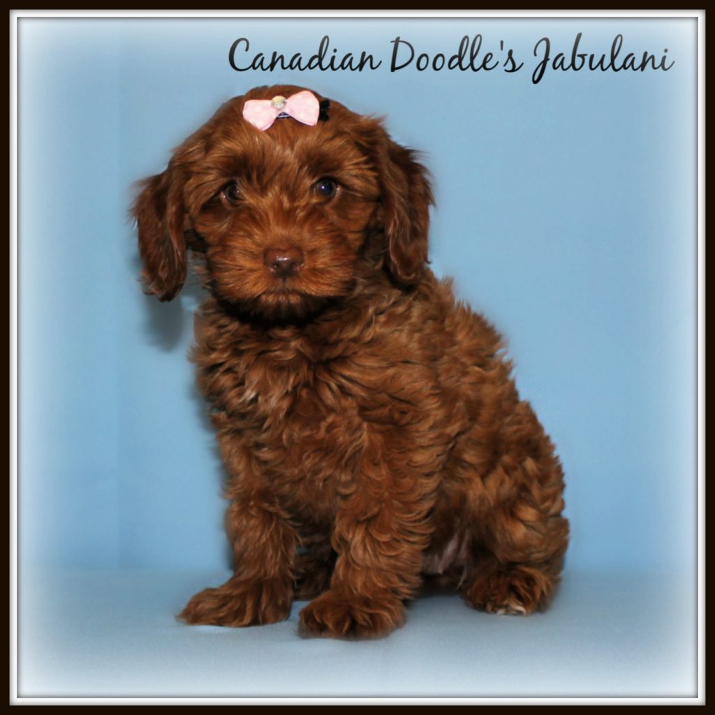 Canadian Doodle Puppies – Canadian Doodle Puppies
