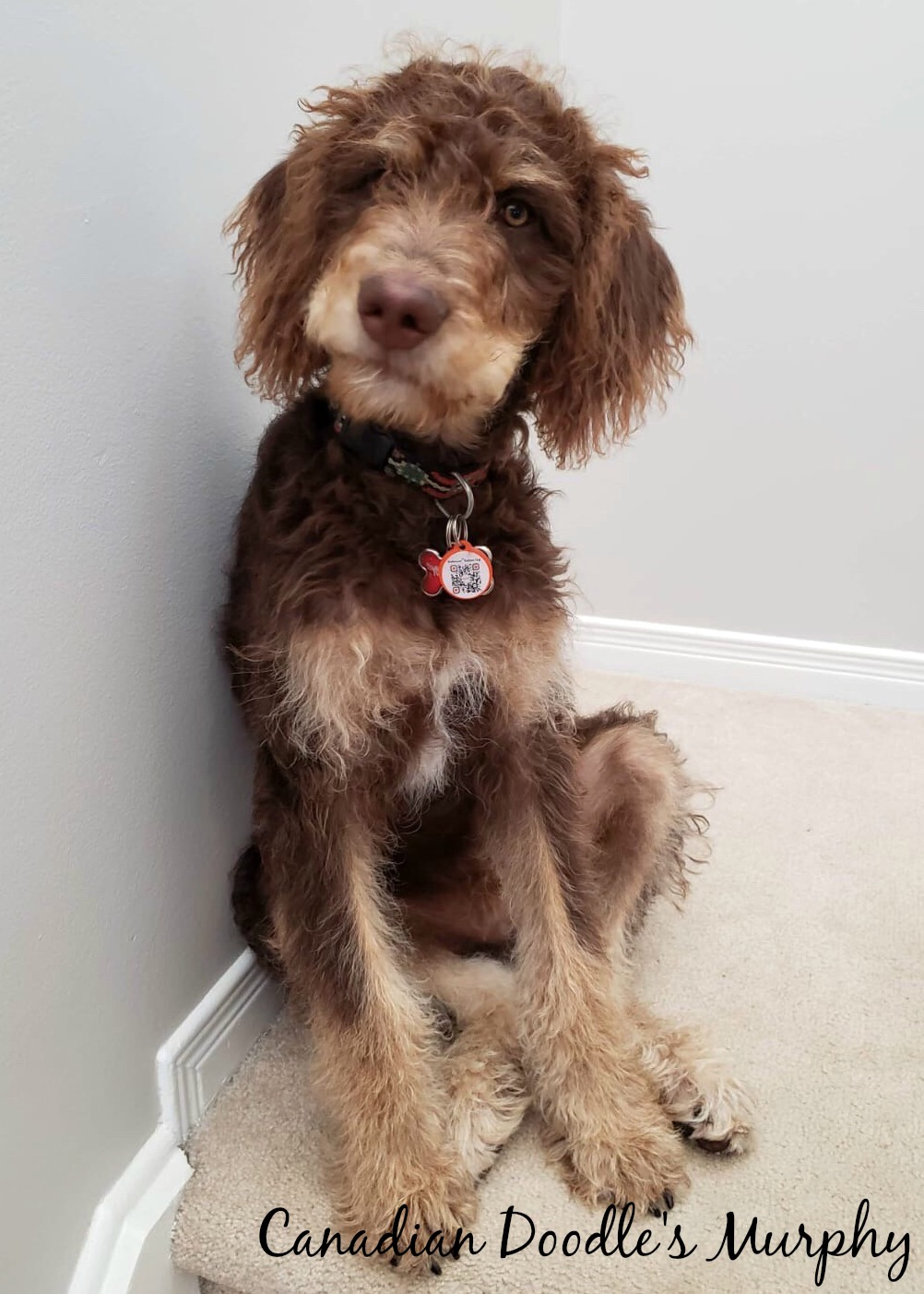 Murphy - Canadian Doodle Puppies