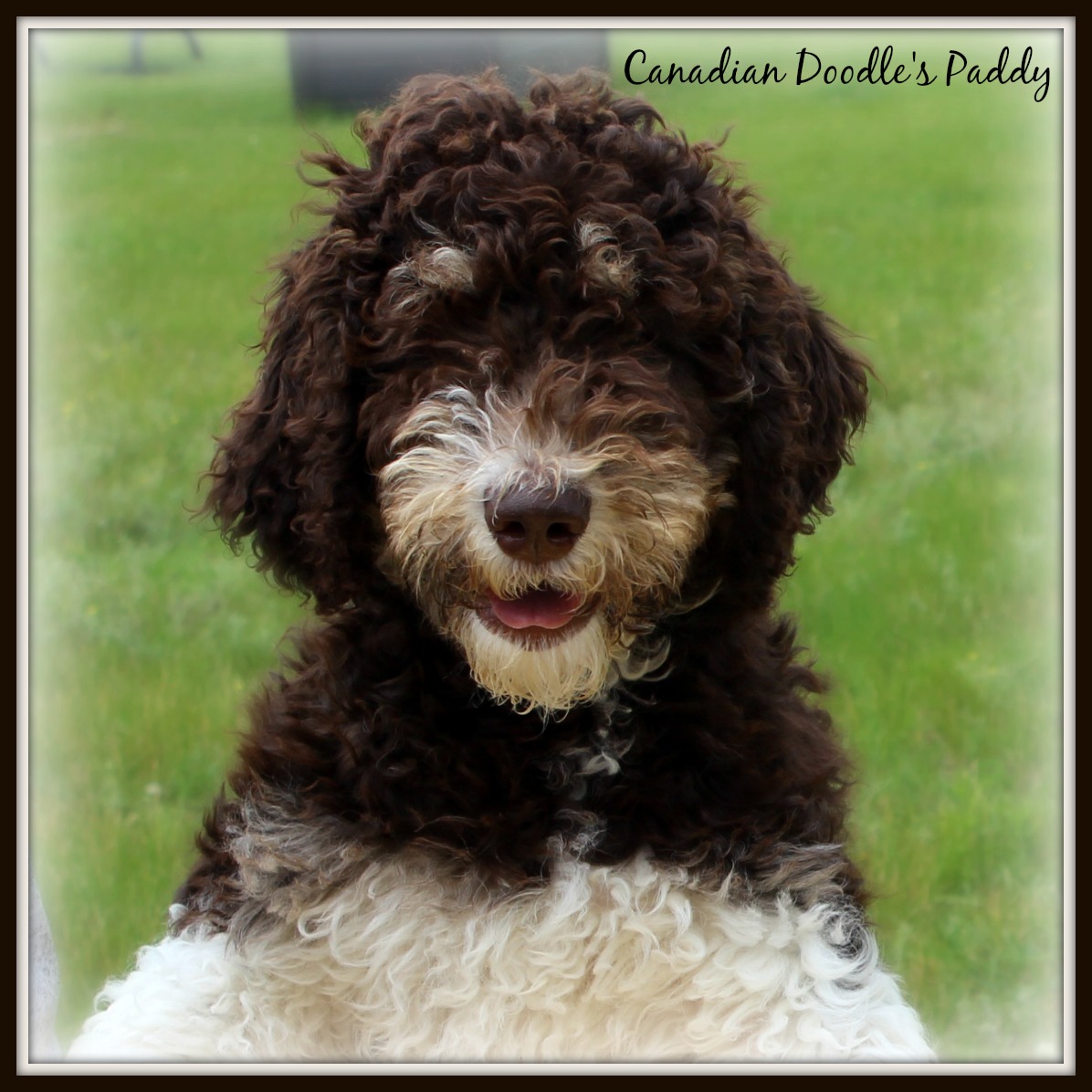 Canadian Doodle Puppies – Canadian Doodle Puppies