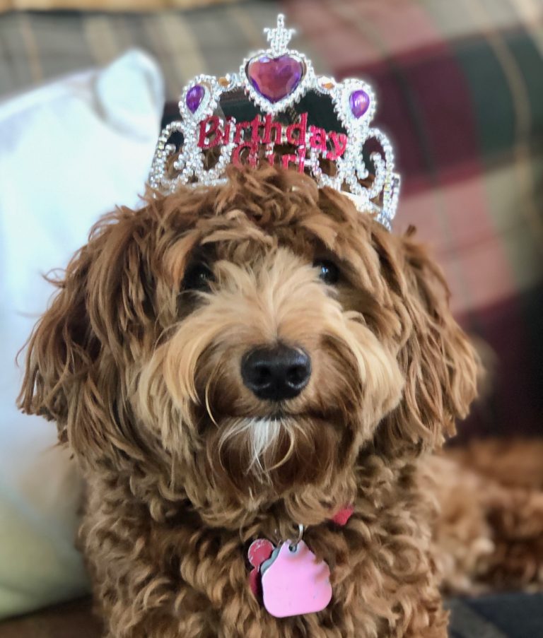 Labradoodle Breeders in Ontario | Canadian Doodle Puppies