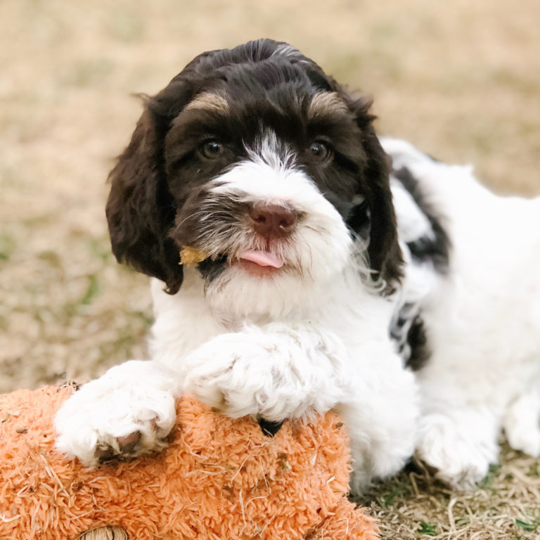 Quince - Canadian Doodle Puppies