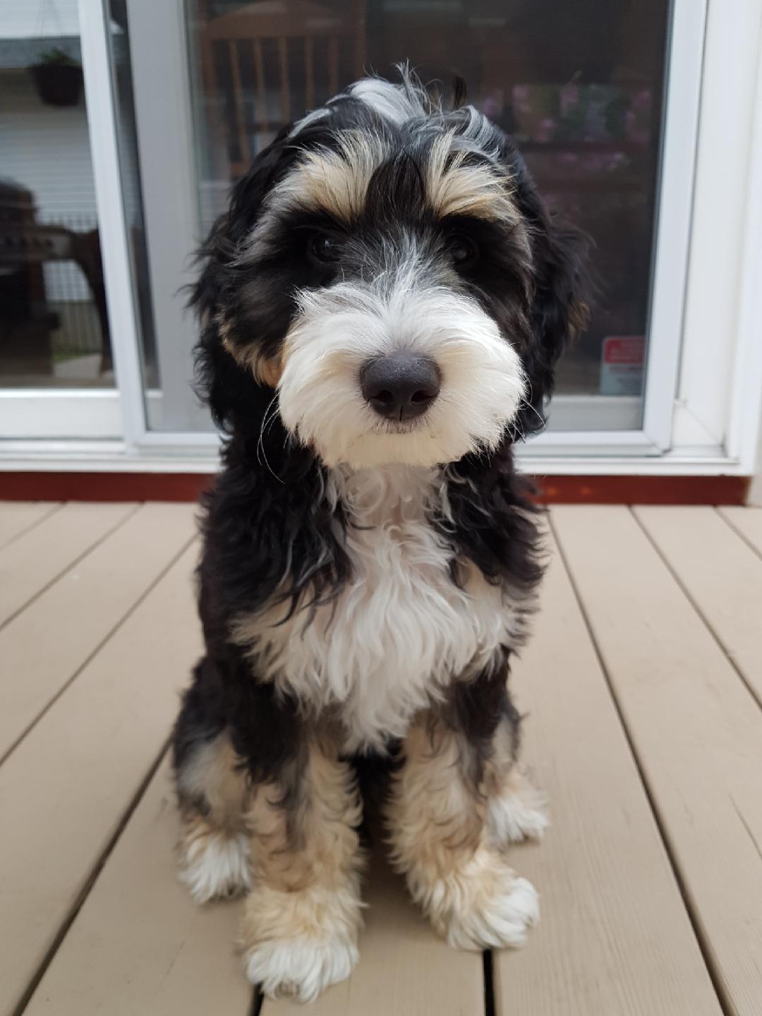 Canadian Doodle Puppies – Canadian Doodle Puppies