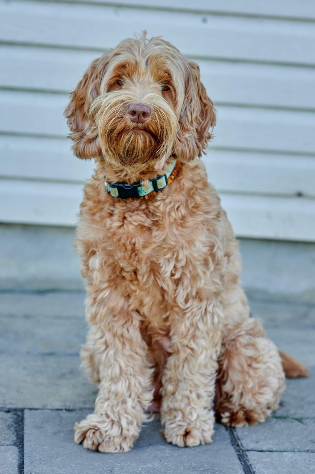 Labradoodle Breeders in Ontario | Canadian Doodle Puppies