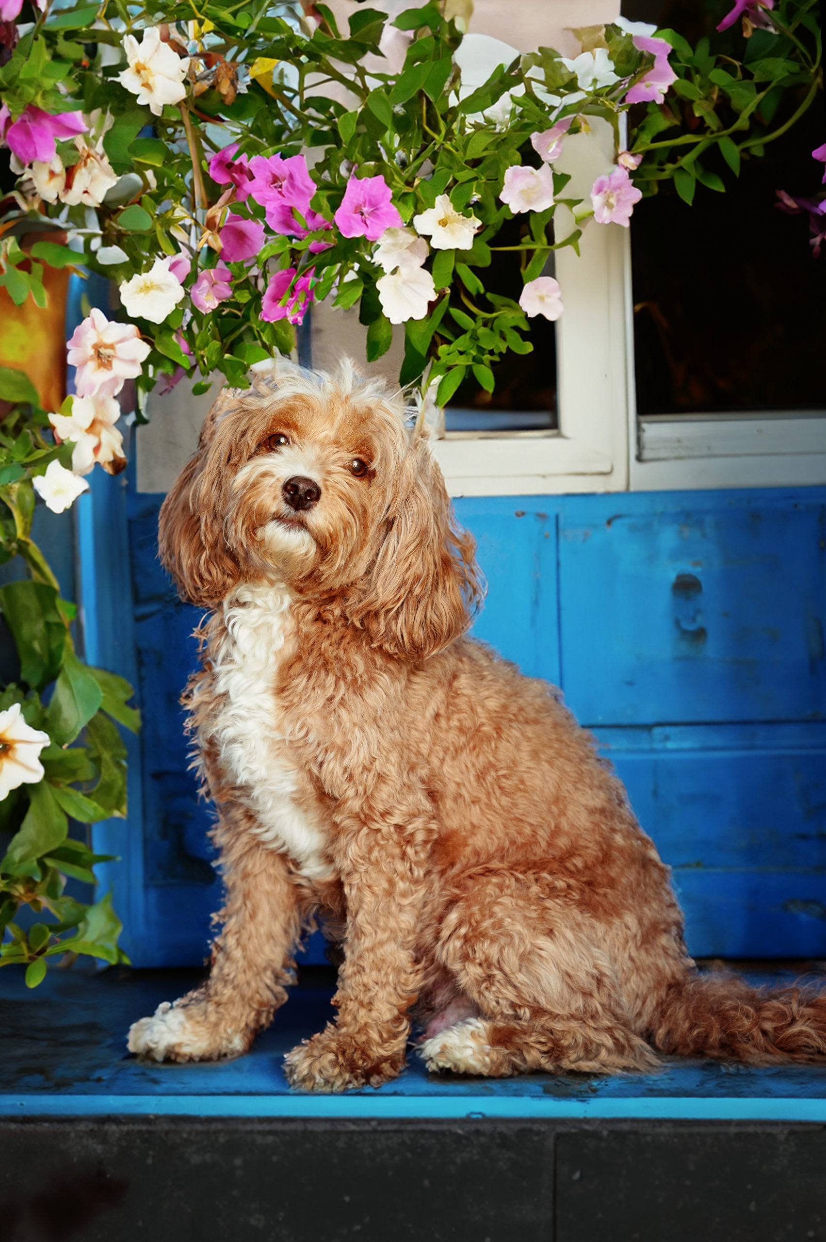 Doodle Puppies - Labradoodle Puppies in Ottawa, ON