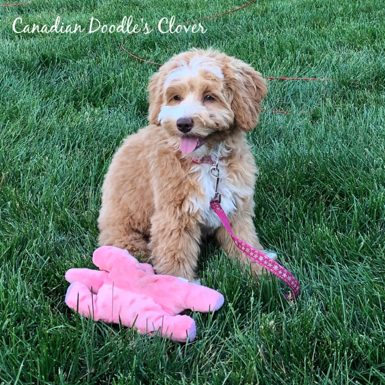 Labradoodle Breeders in Ontario | Canadian Doodle Puppies