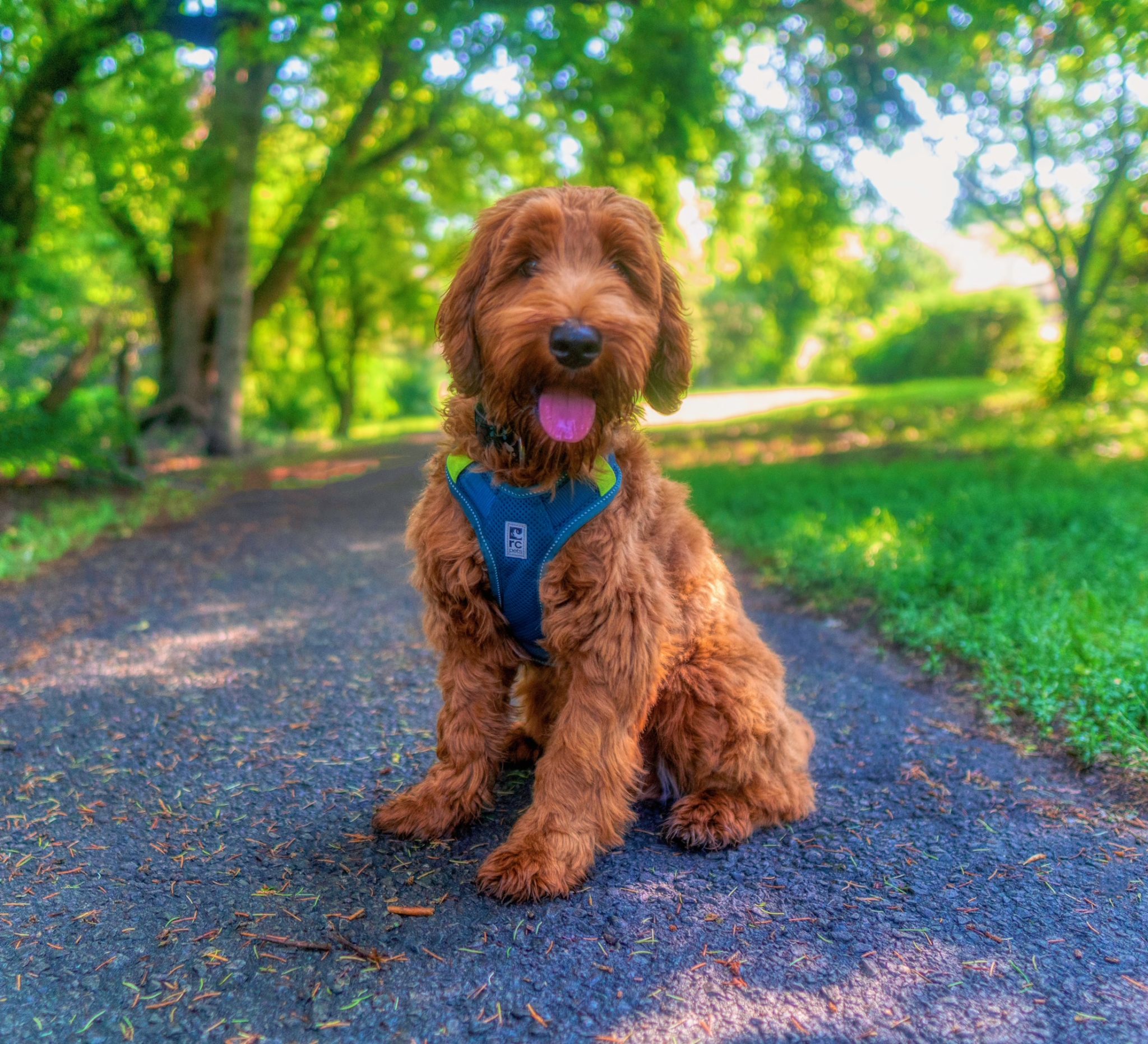 Labradoodle Breeders in Ontario | Canadian Doodle Puppies