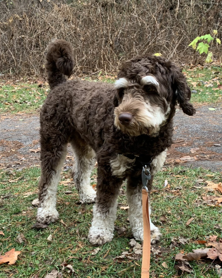 Labradoodle Breeders in Ontario | Canadian Doodle Puppies