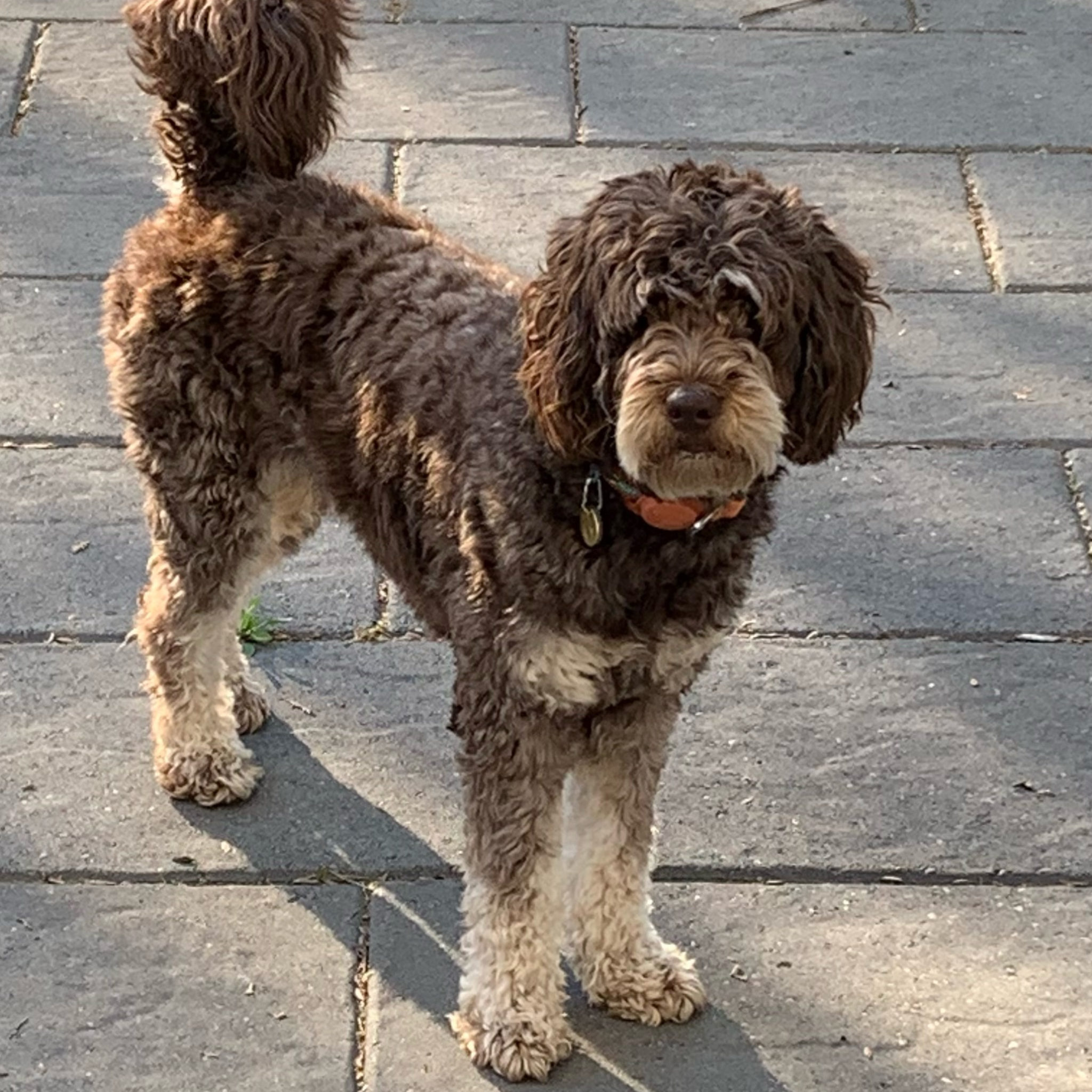 Labradoodle Breeders in Ontario | Canadian Doodle Puppies