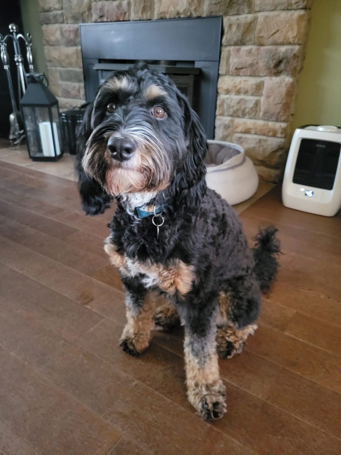 Branwen - Canadian Doodle Puppies