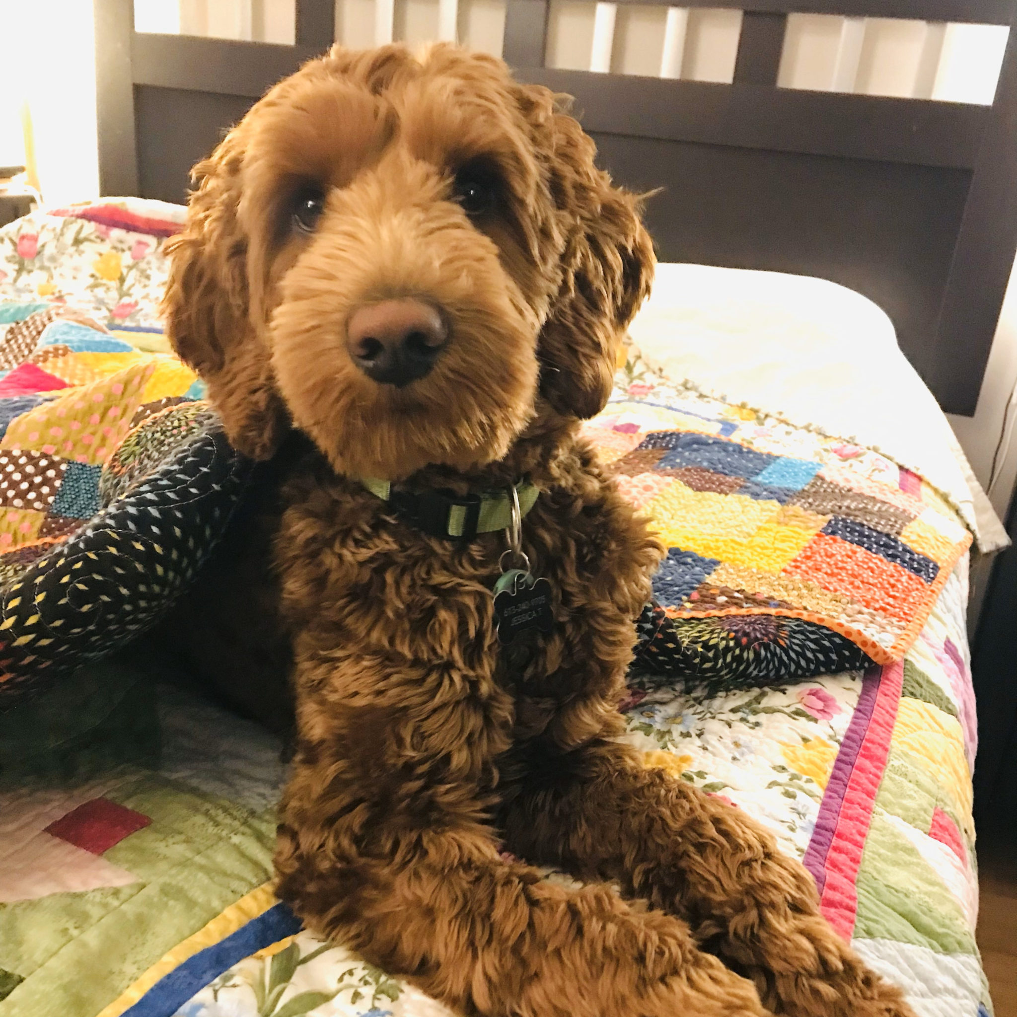 Labradoodle Breeders in Ontario | Canadian Doodle Puppies