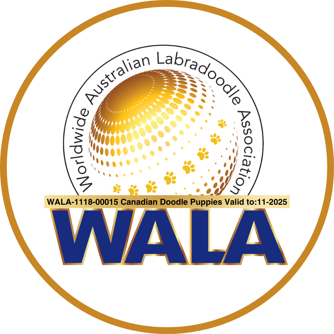 Labradoodle Breeders in Ontario | Canadian Doodle Puppies