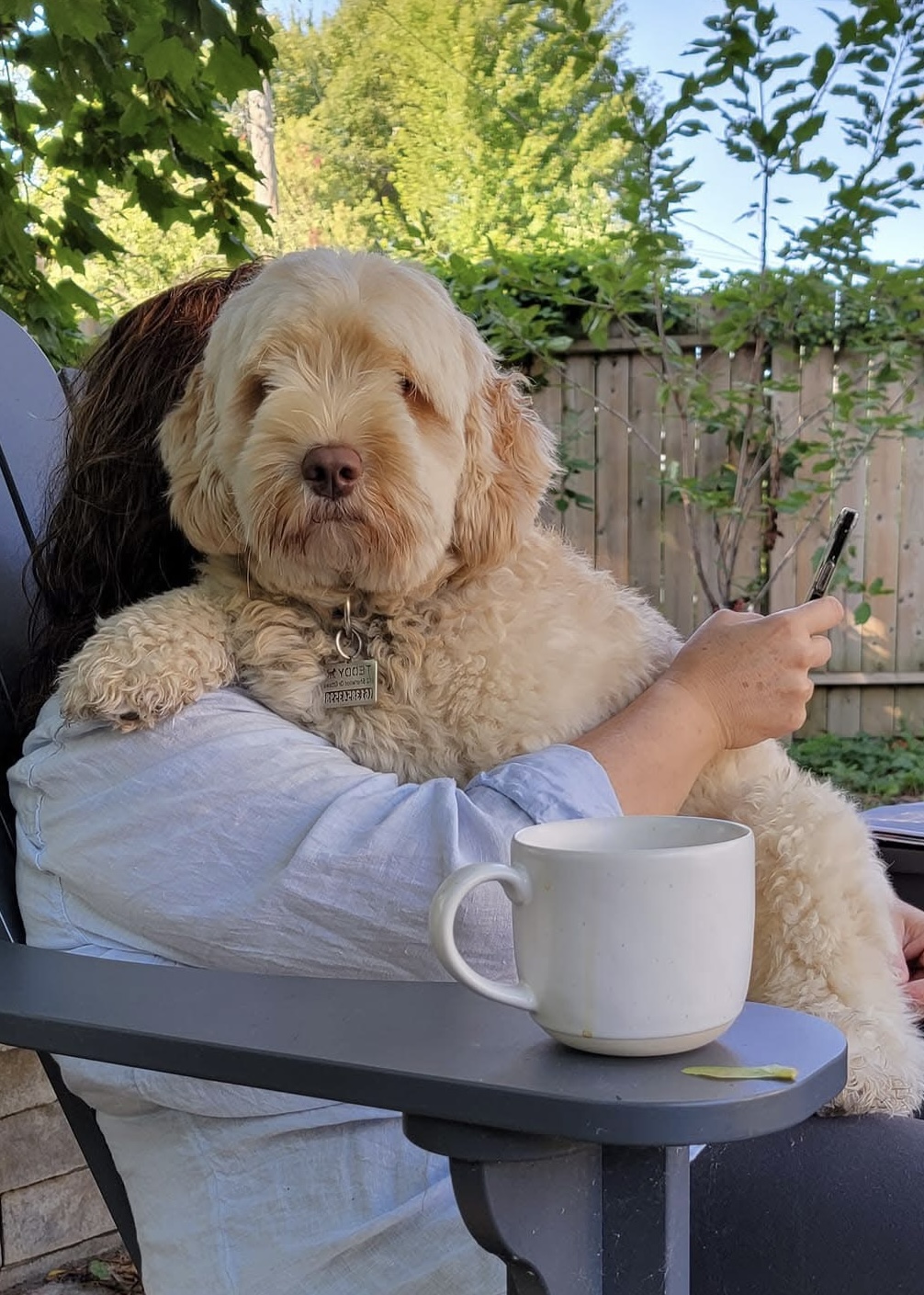 Labradoodle Breeders in Ontario | Canadian Doodle Puppies