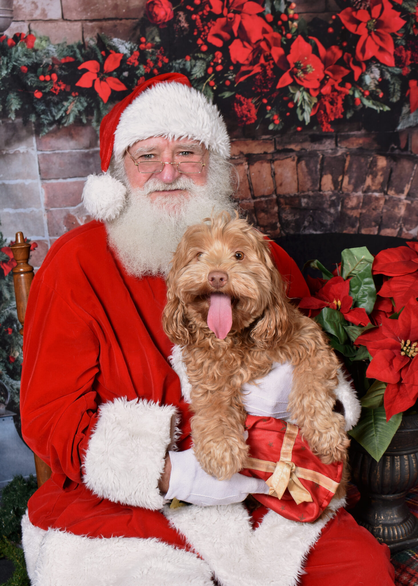 Lucy - Canadian Doodle Puppies